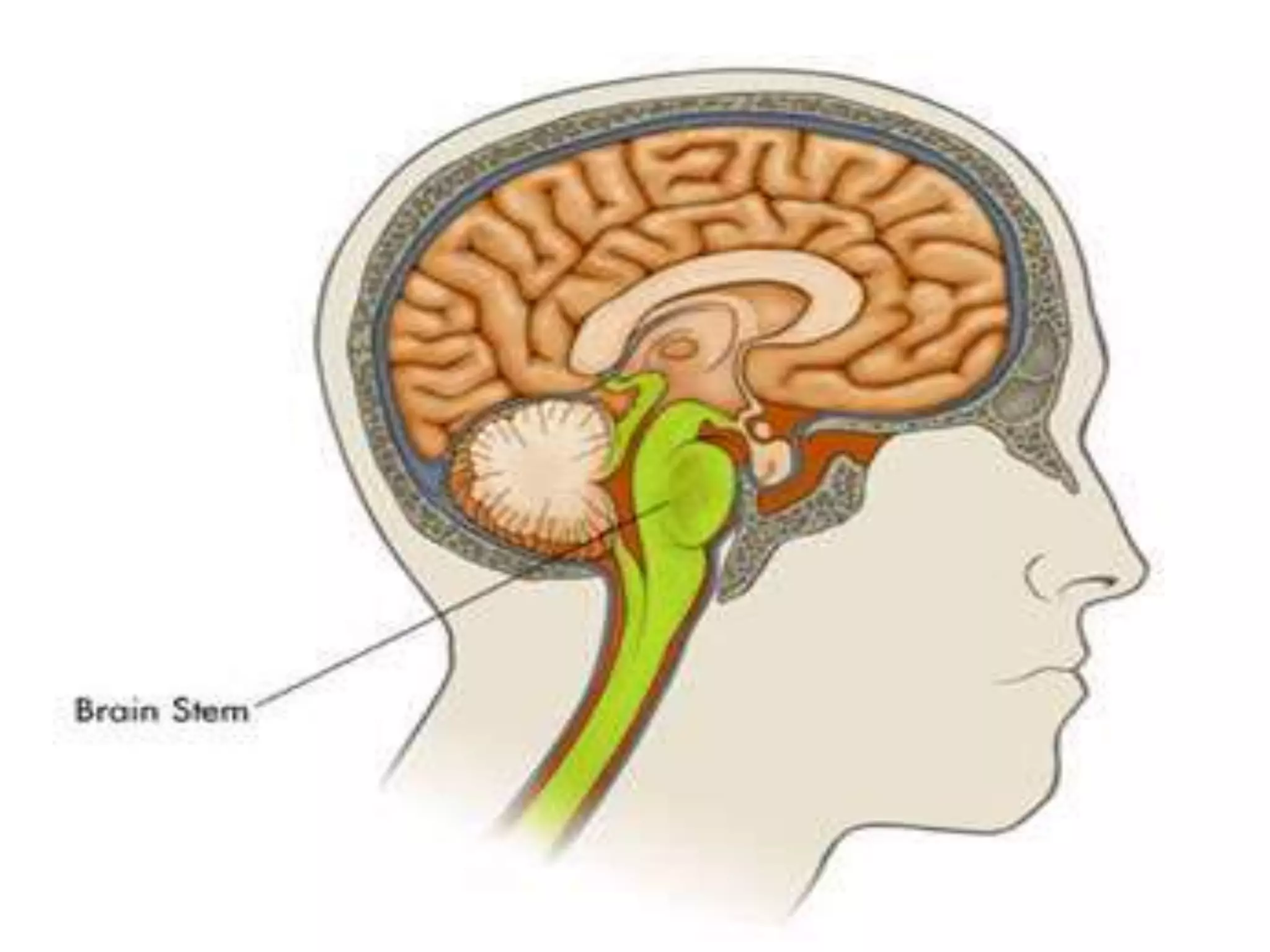 Basic neuroanatomy & neurophysiology | PPTX