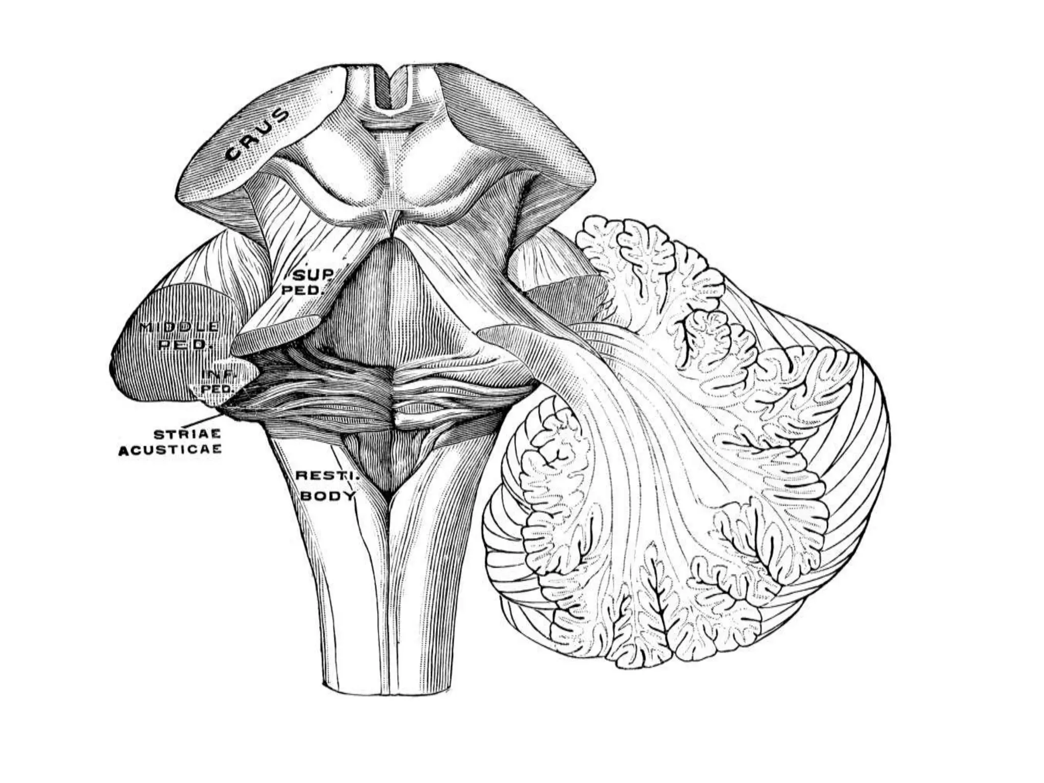 Basic neuroanatomy & neurophysiology | PPTX