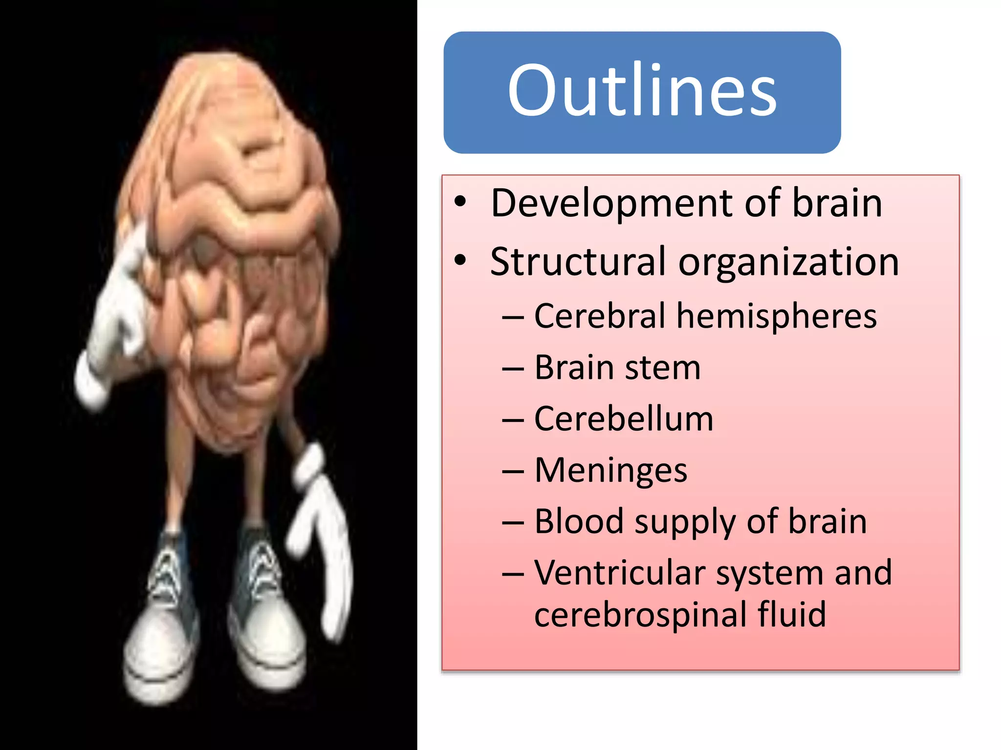 Basic neuroanatomy & neurophysiology | PPTX