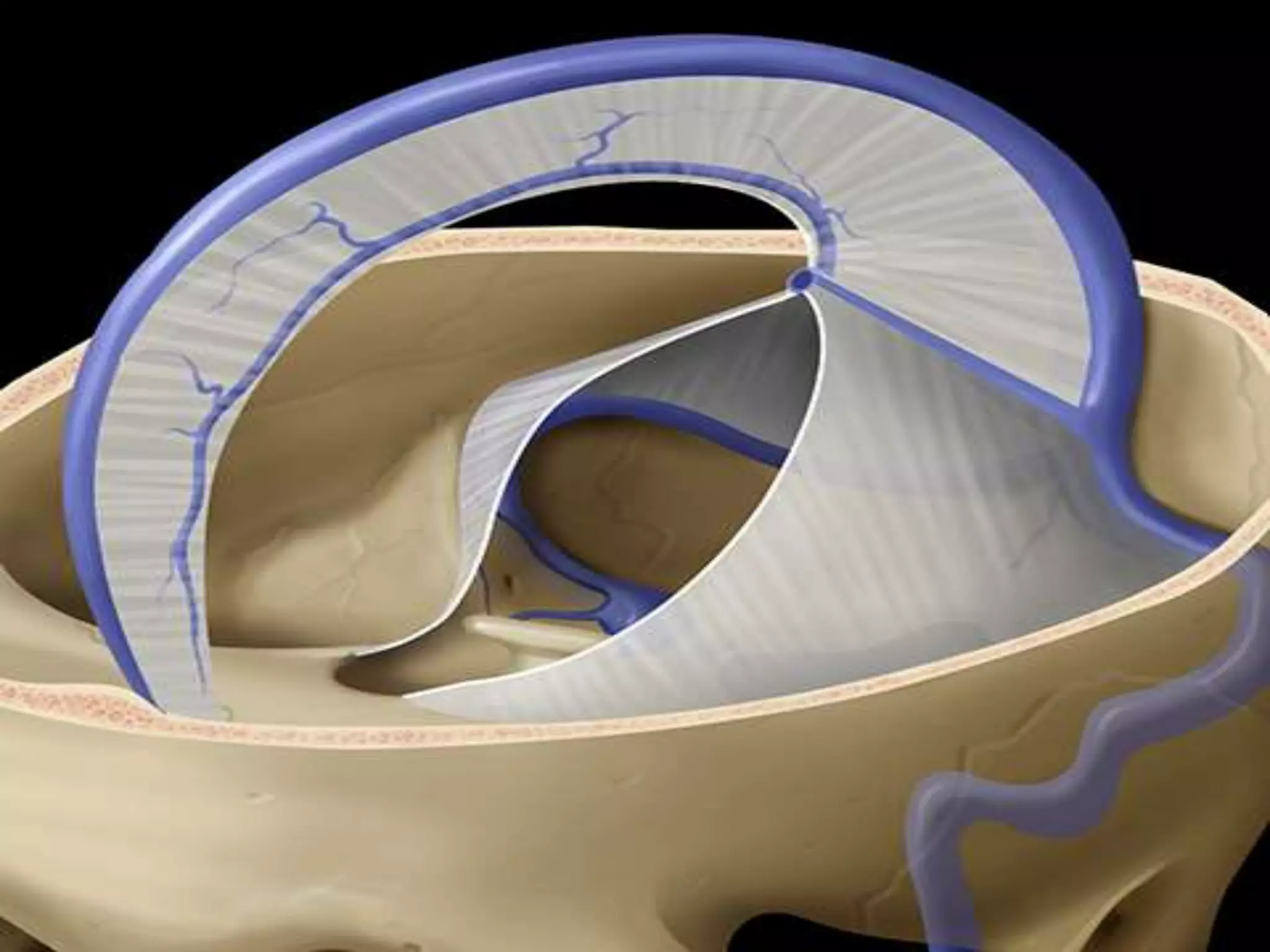 Basic neuroanatomy & neurophysiology | PPTX