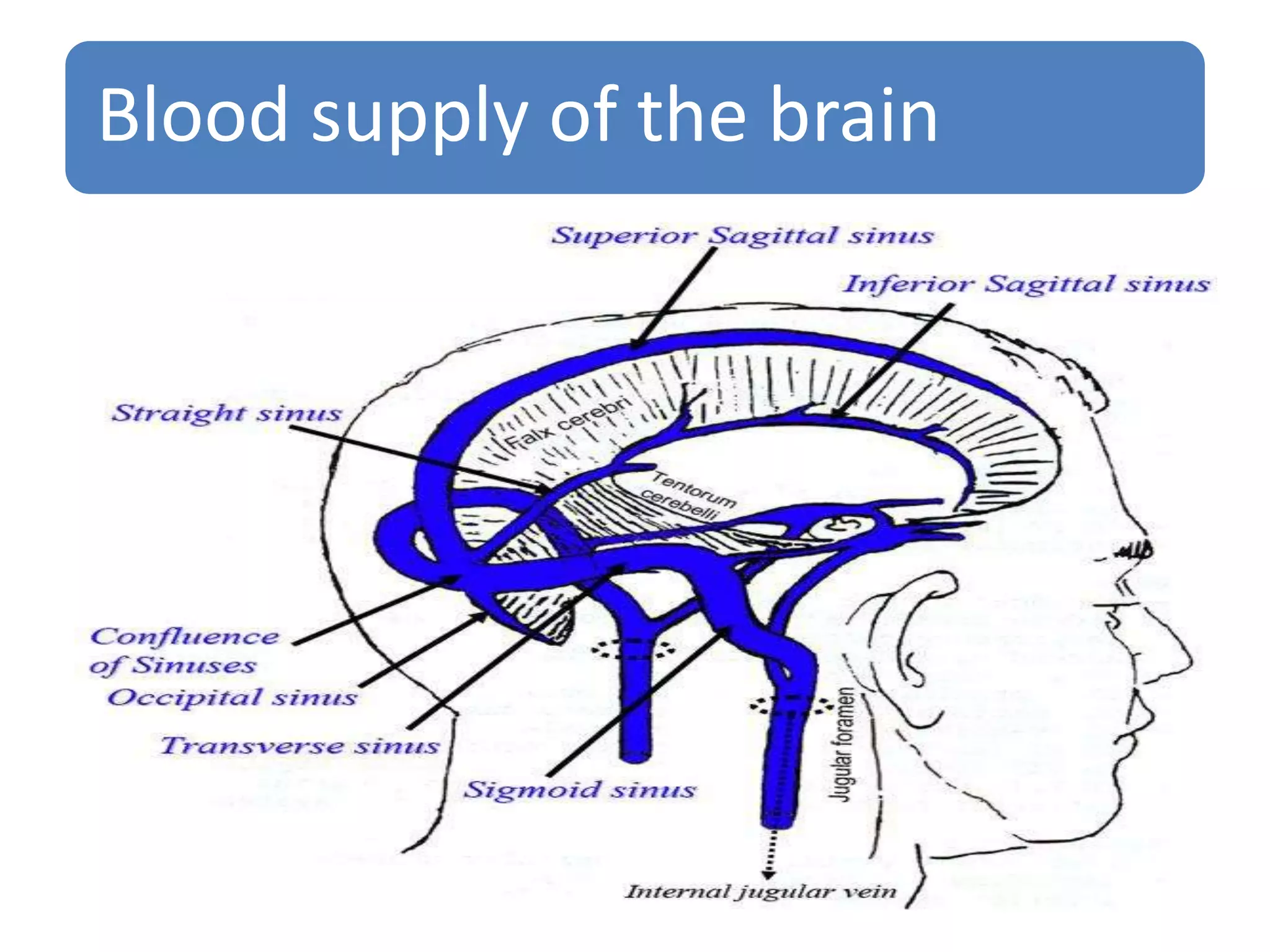 Basic neuroanatomy & neurophysiology | PPTX