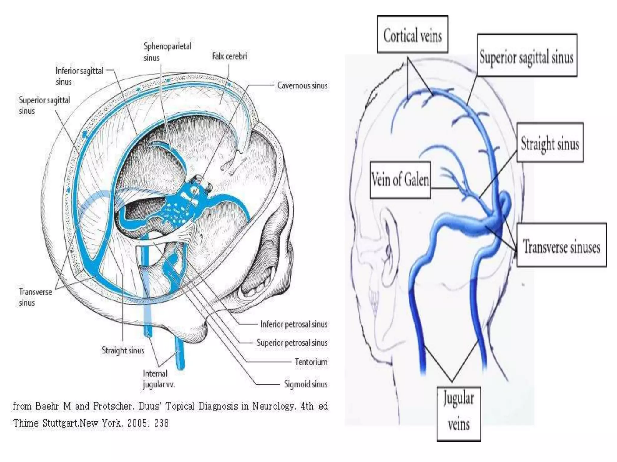 Basic neuroanatomy & neurophysiology | PPTX