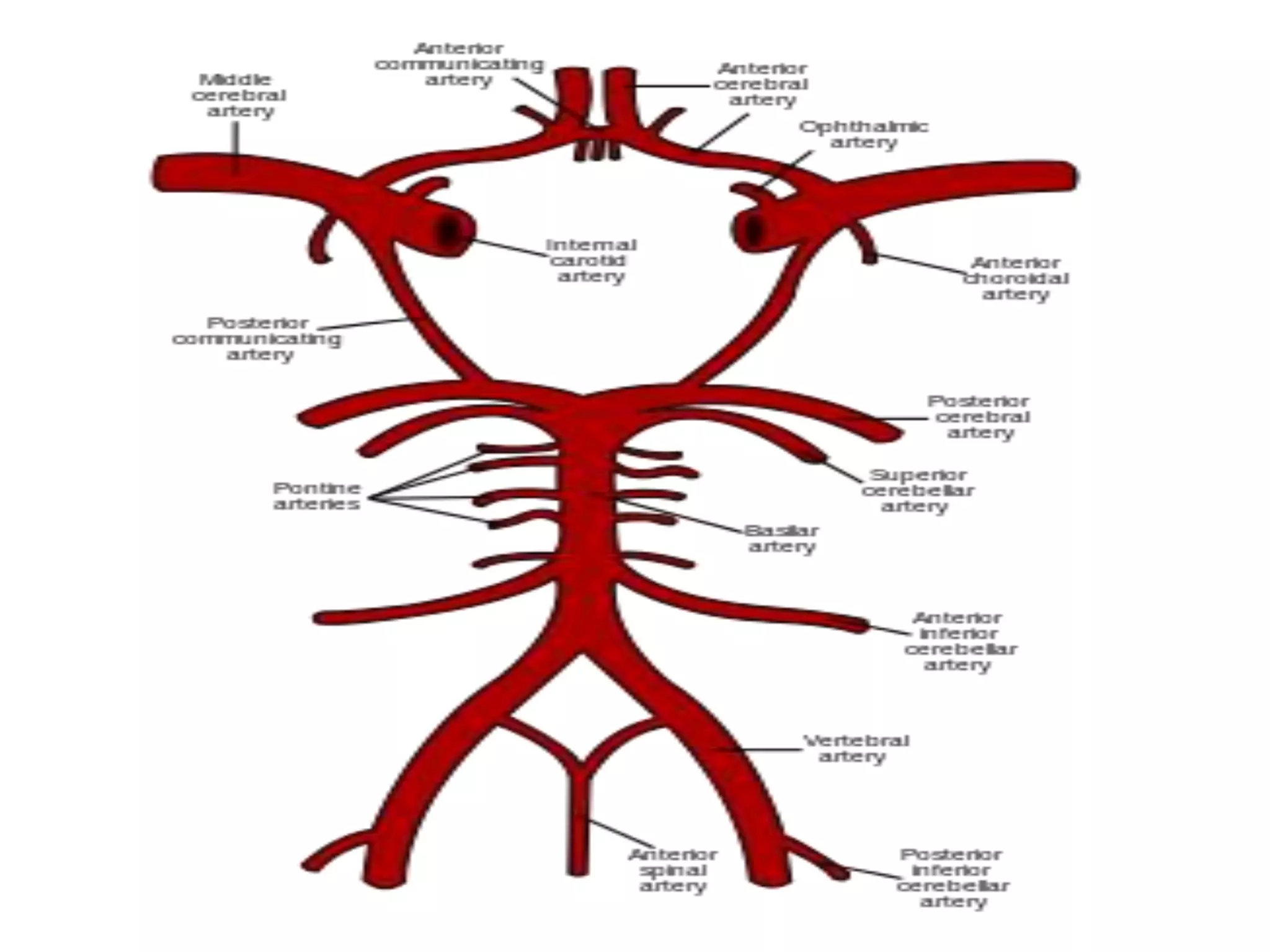 Basic neuroanatomy & neurophysiology | PPTX