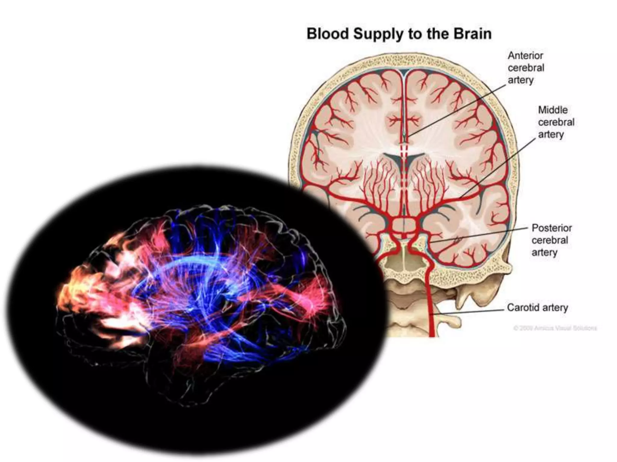 Basic neuroanatomy & neurophysiology | PPTX