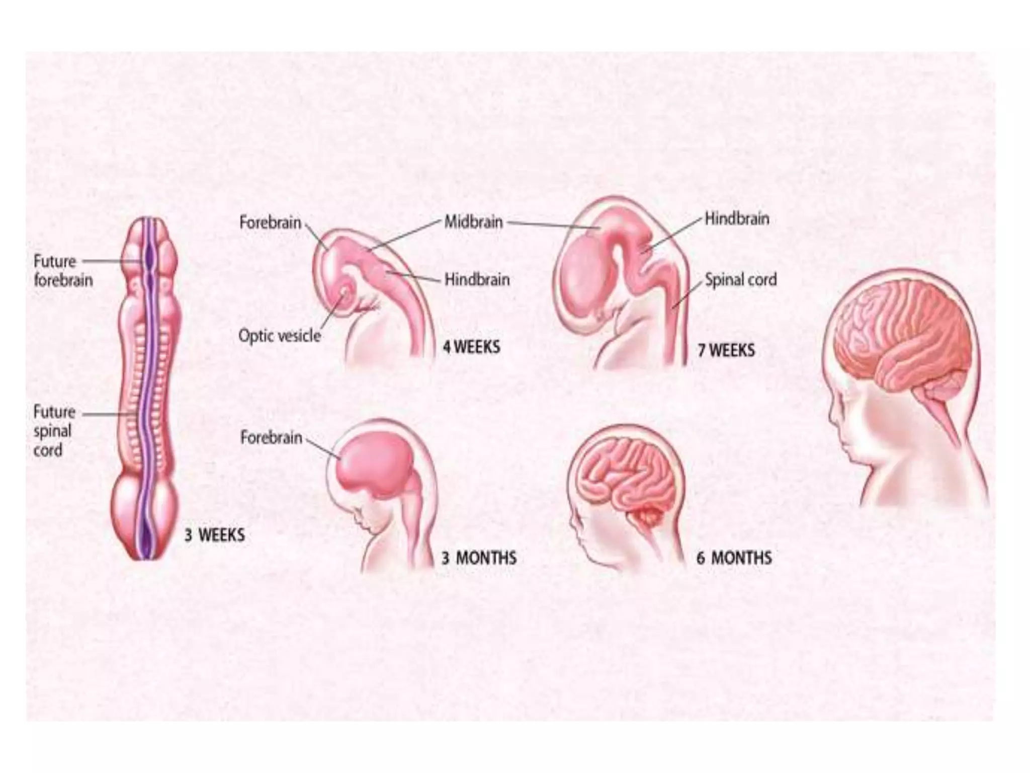 Basic neuroanatomy & neurophysiology | PPTX