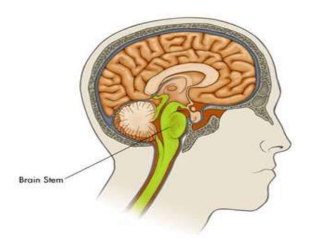 Basic neuroanatomy & neurophysiology | PPTX