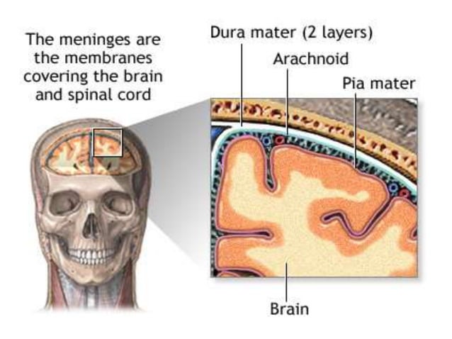 Basic neuroanatomy & neurophysiology | PPTX