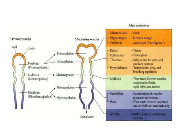 Basic neuroanatomy & neurophysiology | PPTX