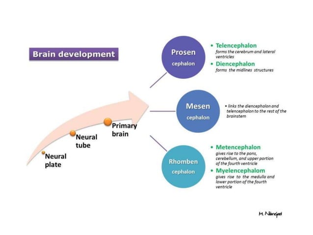 Basic neuroanatomy & neurophysiology | PPTX