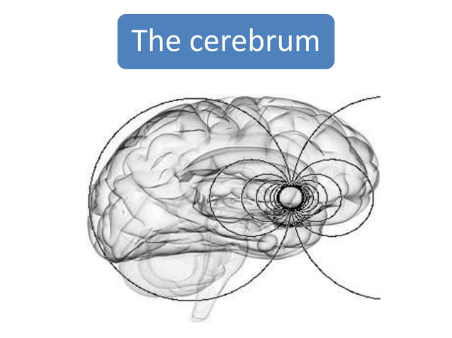 Basic neuroanatomy & neurophysiology