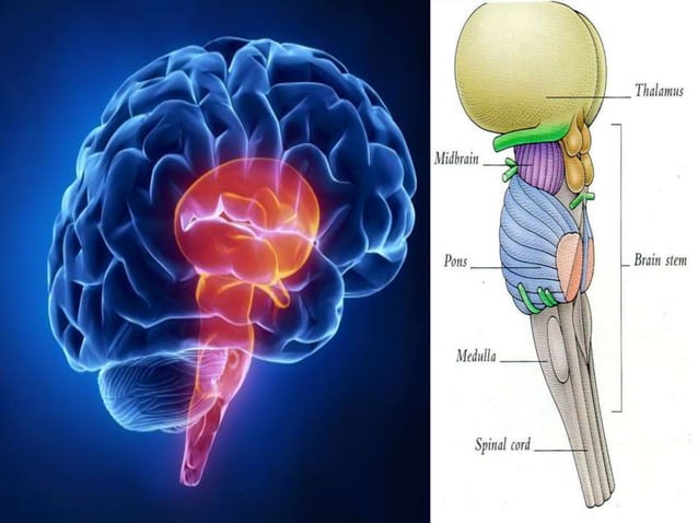 Basic neuroanatomy & neurophysiology