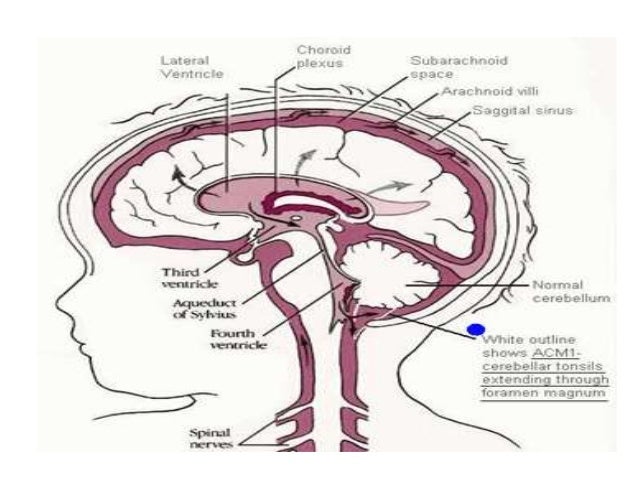 Basic neuroanatomy & neurophysiology