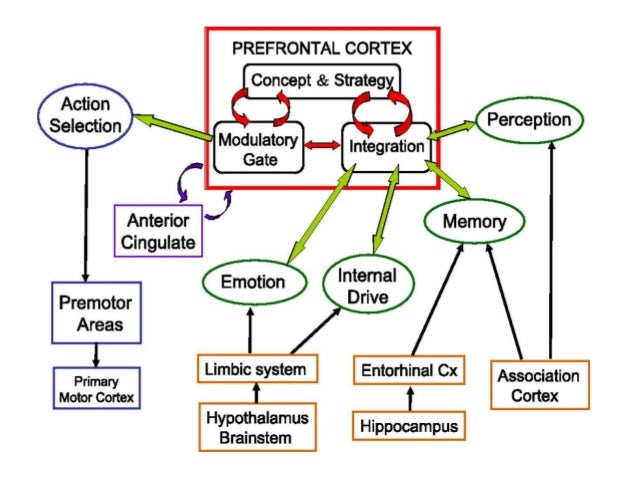 Basic neuroanatomy & neurophysiology