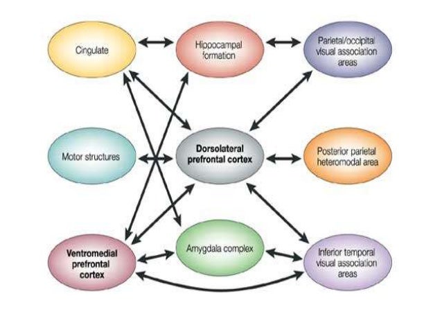 Basic neuroanatomy & neurophysiology