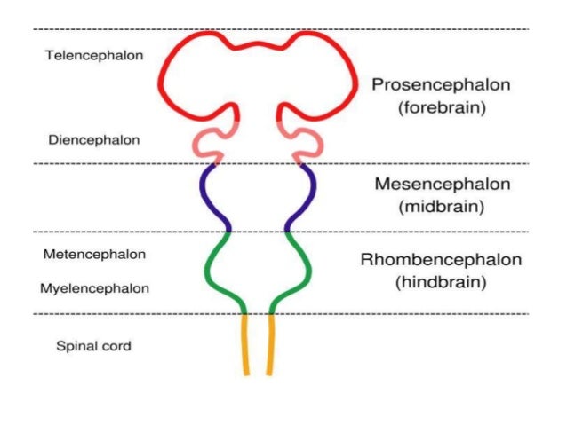 Basic neuroanatomy & neurophysiology