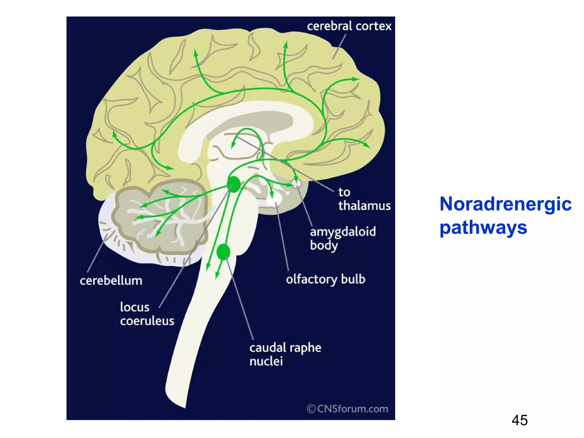 Basic neurochemistry | PPT