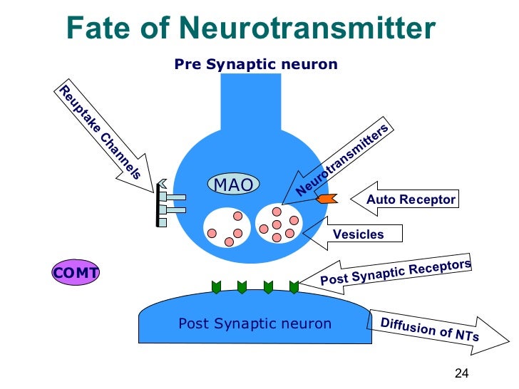 Basic neurochemistry