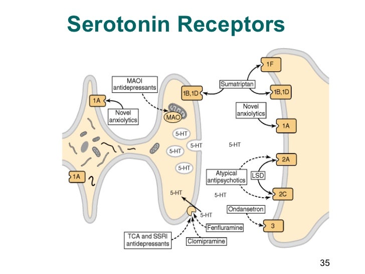 Basic neurochemistry