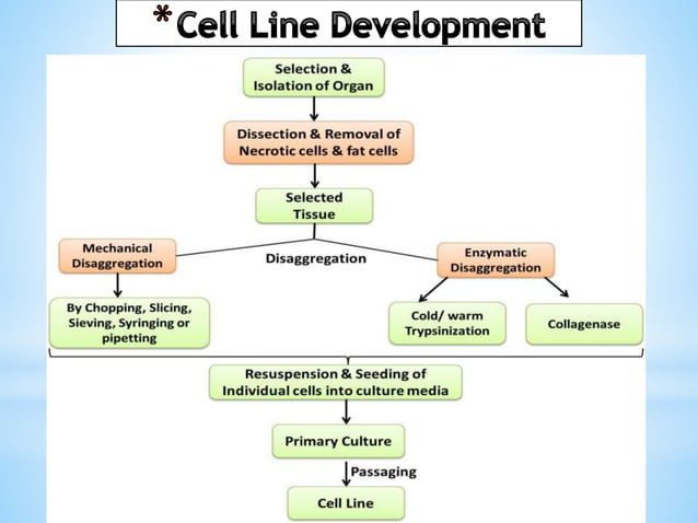 Basic of animal cell culture part iii | PPTX | Biological Sciences ...
