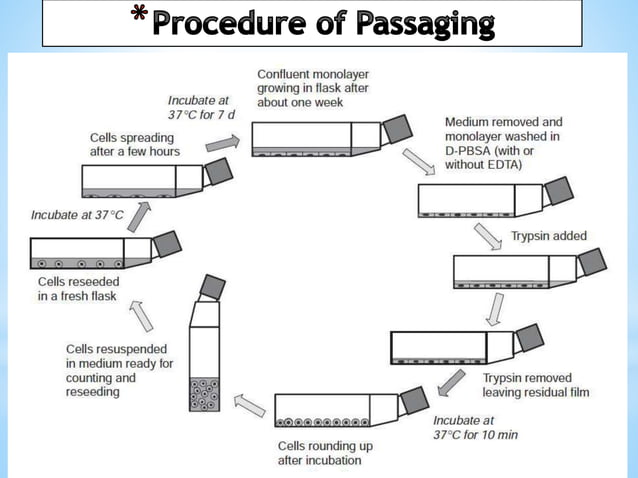 Basic of animal cell culture part iii | PPTX | Biological Sciences ...