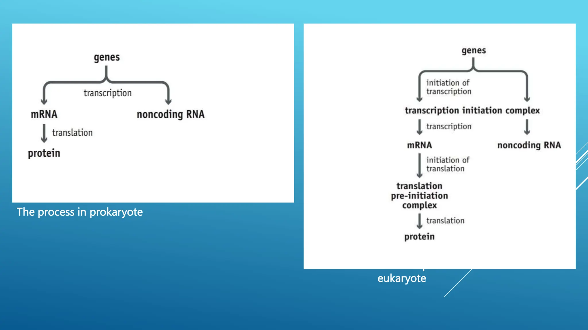 Basic Of Genetic.pptx ..story starting . | PPTX | Genetics | Science