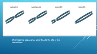 Basic Of Genetic.pptx ..story starting . | PPTX | Genetics | Science