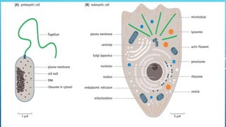 Basic Of Genetic.pptx ..story starting . | PPTX | Genetics | Science