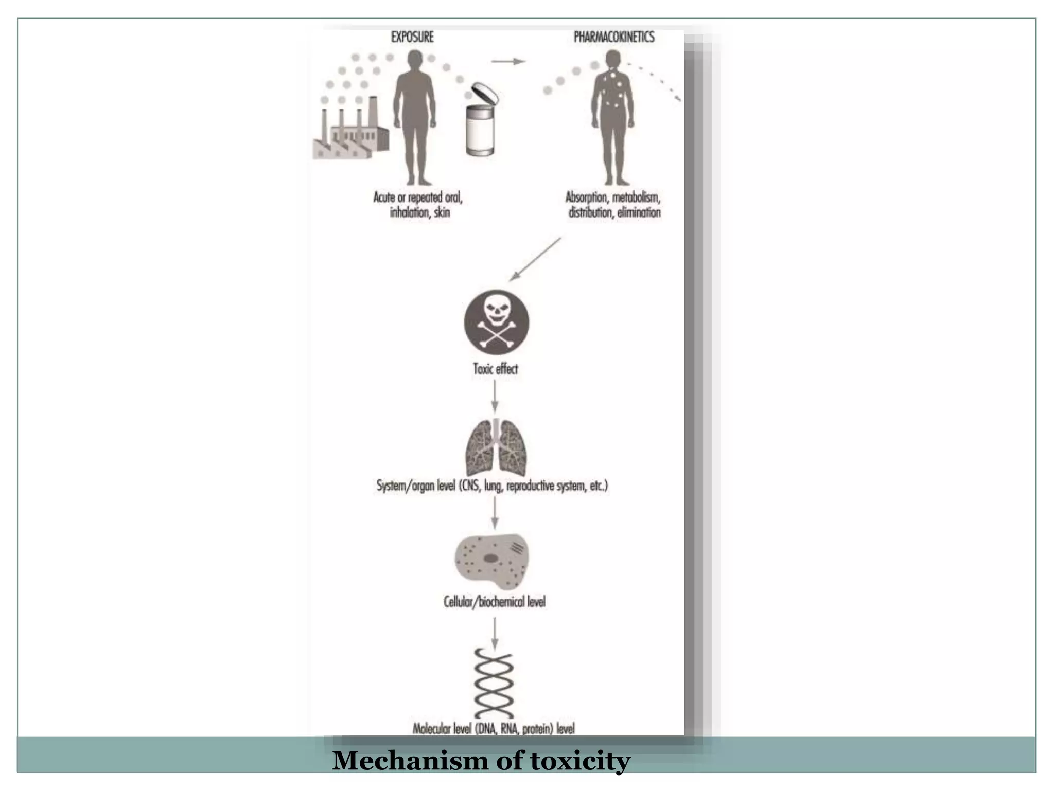 Basic of toxicology and regulatory guidelines for toxicity.pptx