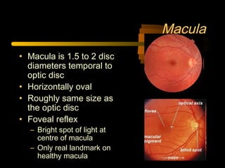 Basic opthalmoscopy findings - presentation at www.eyenirvaan.com