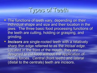 Basic oral anatomy | PPT