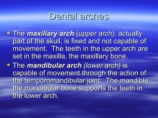 Basic oral anatomy | PPT