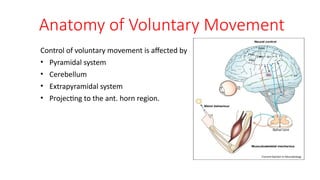 Basic overview on Movement Disorders.pptx