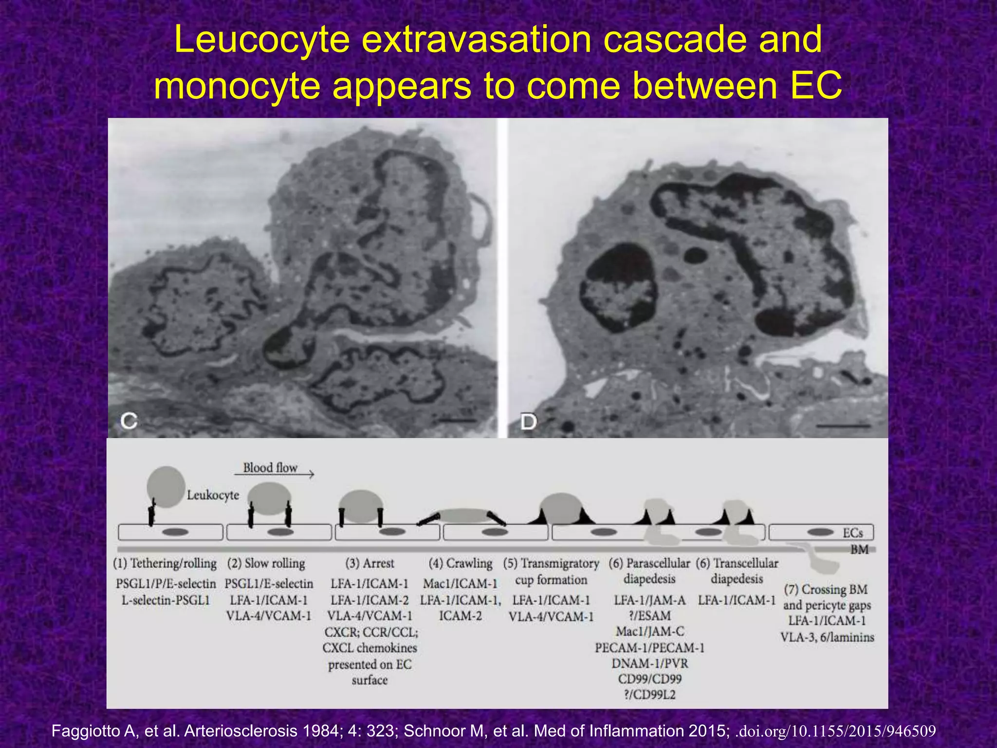 Basic pathogenesis of atherothrombosis | PPTX
