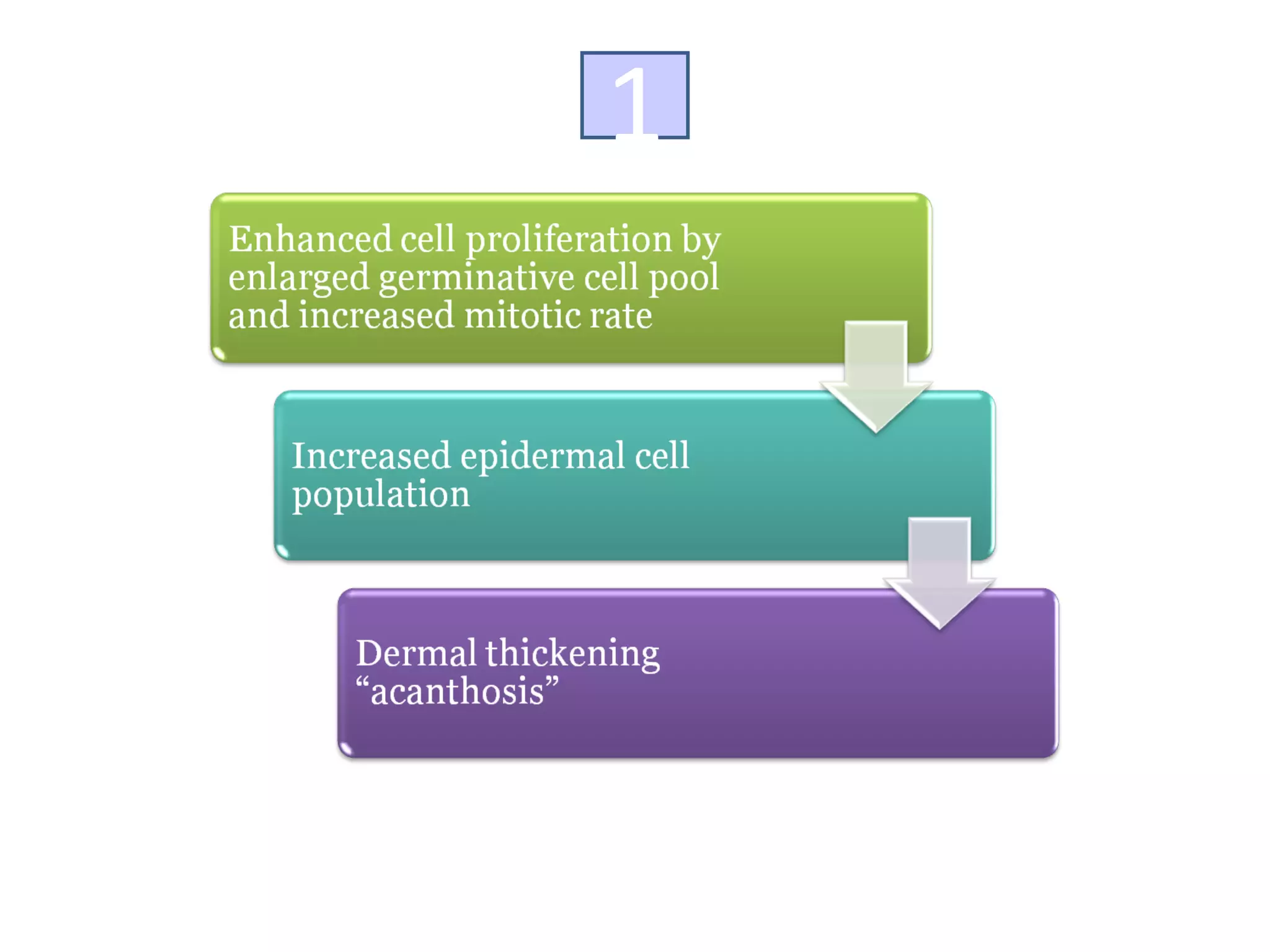Basic Pathological Reactions of the Skin - Dr Zainab Almossalli | PPT