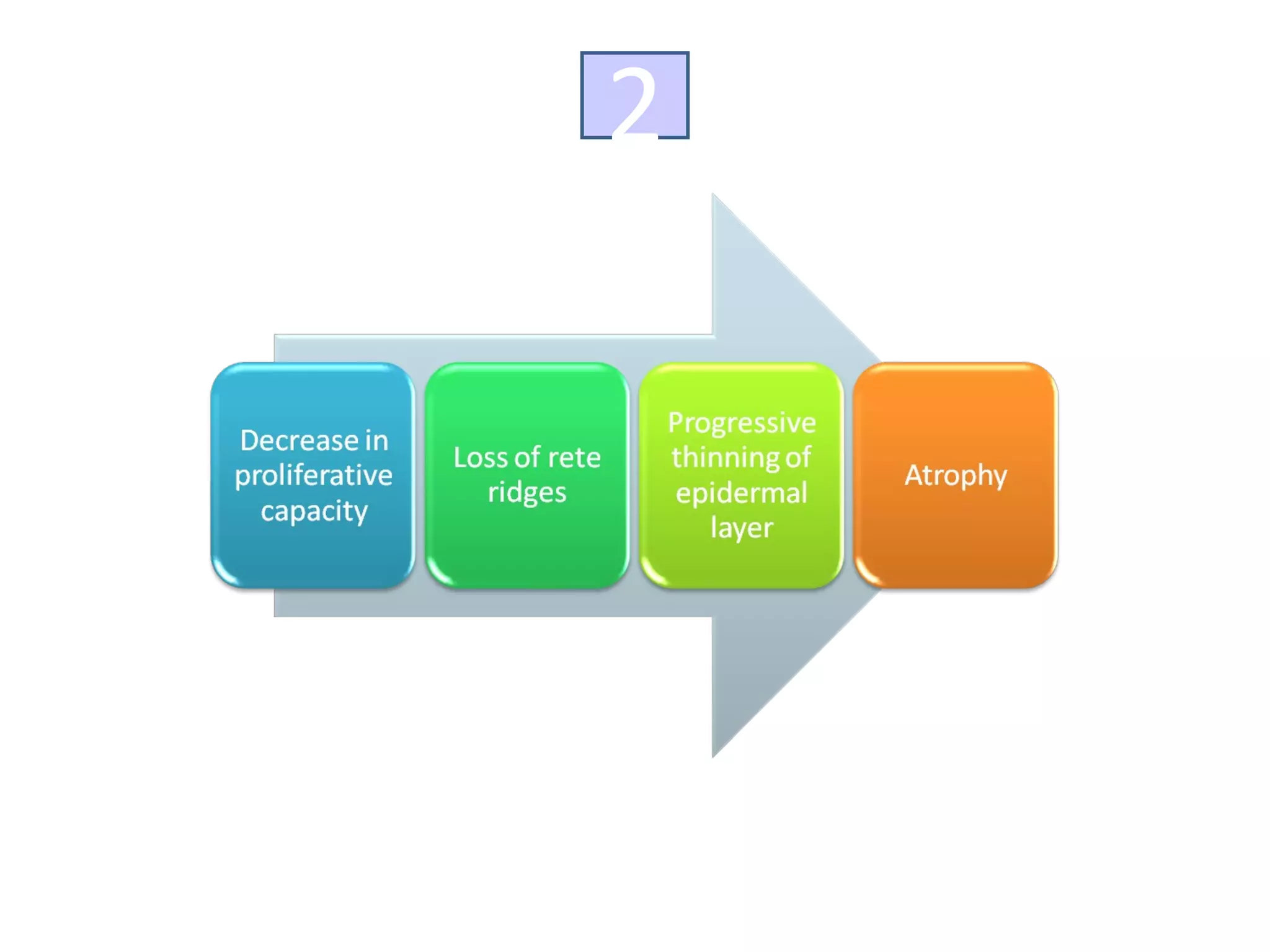 Basic Pathological Reactions of the Skin - Dr Zainab Almossalli | PPT