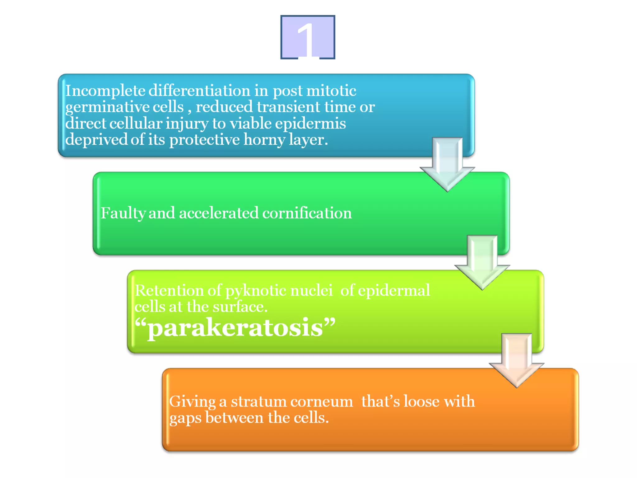 Basic Pathological Reactions of the Skin - Dr Zainab Almossalli | PPT