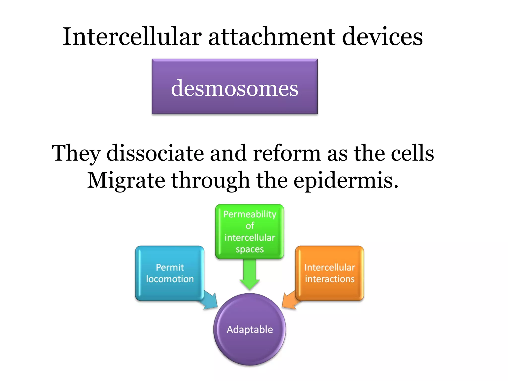 Basic Pathological Reactions of the Skin - Dr Zainab Almossalli | PPT
