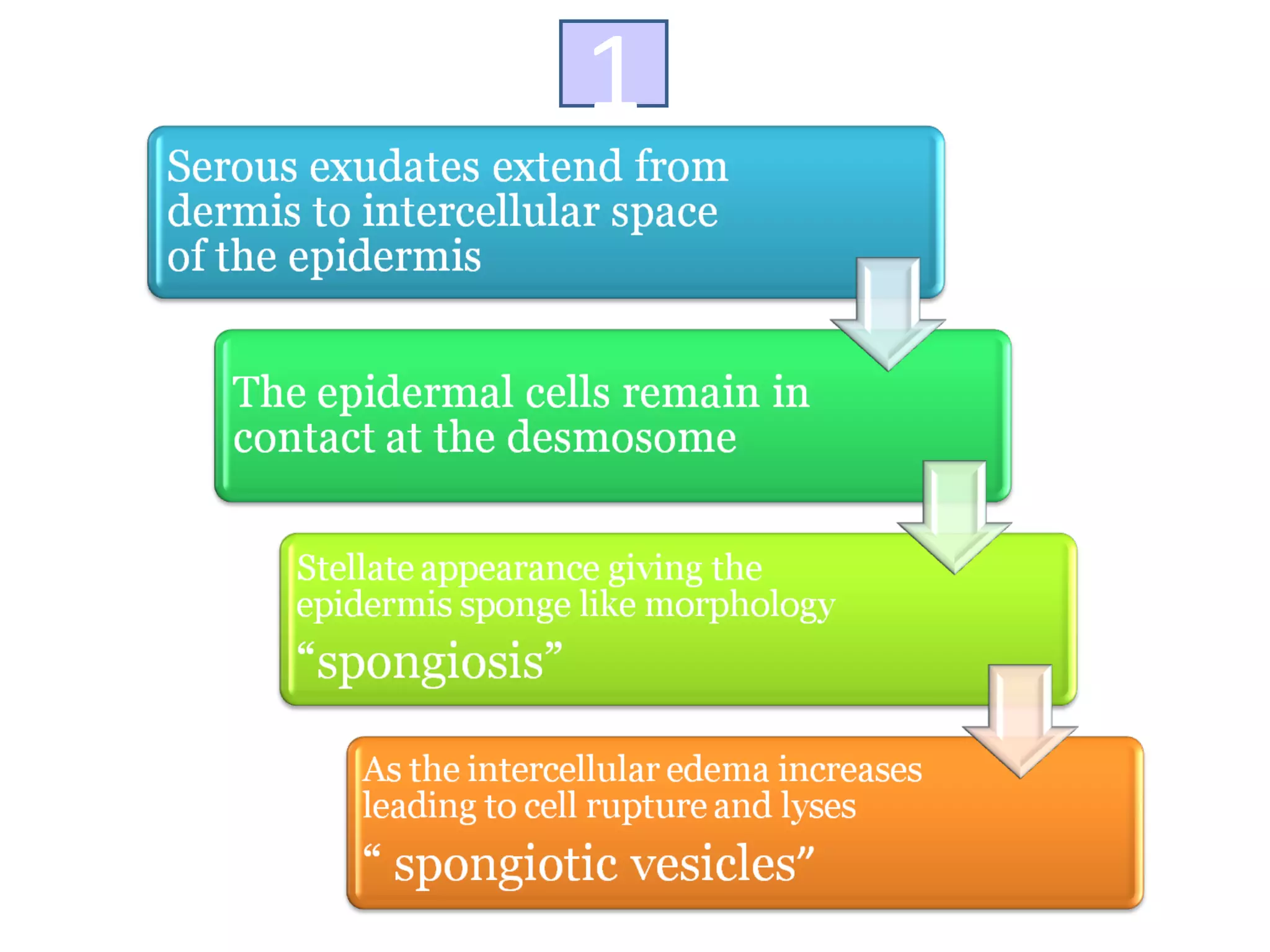 Basic Pathological Reactions of the Skin - Dr Zainab Almossalli | PPT