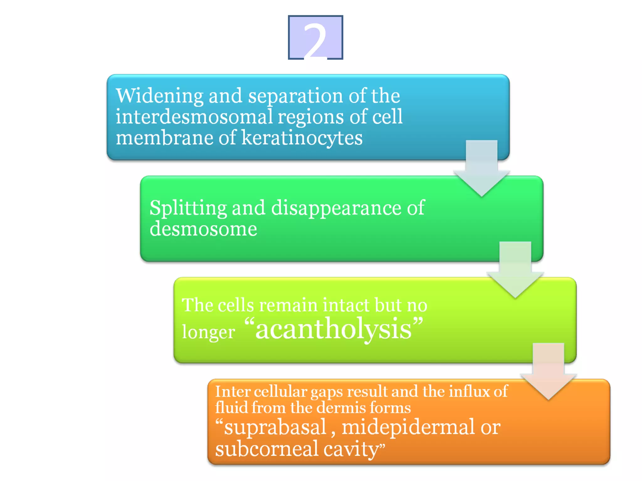Basic Pathological Reactions of the Skin - Dr Zainab Almossalli | PPT
