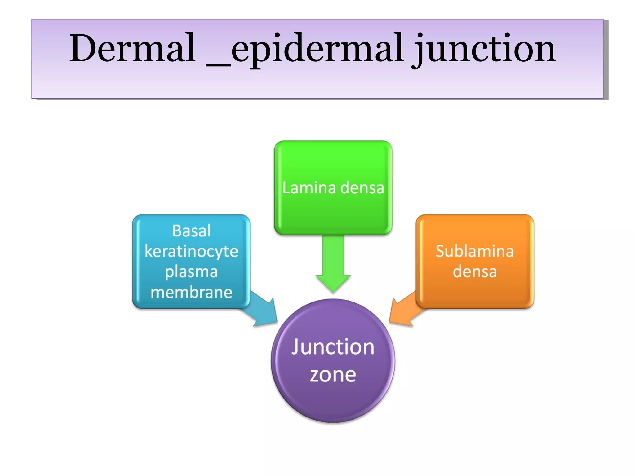 Basic Pathological Reactions of the Skin - Dr Zainab Almossalli | PPT