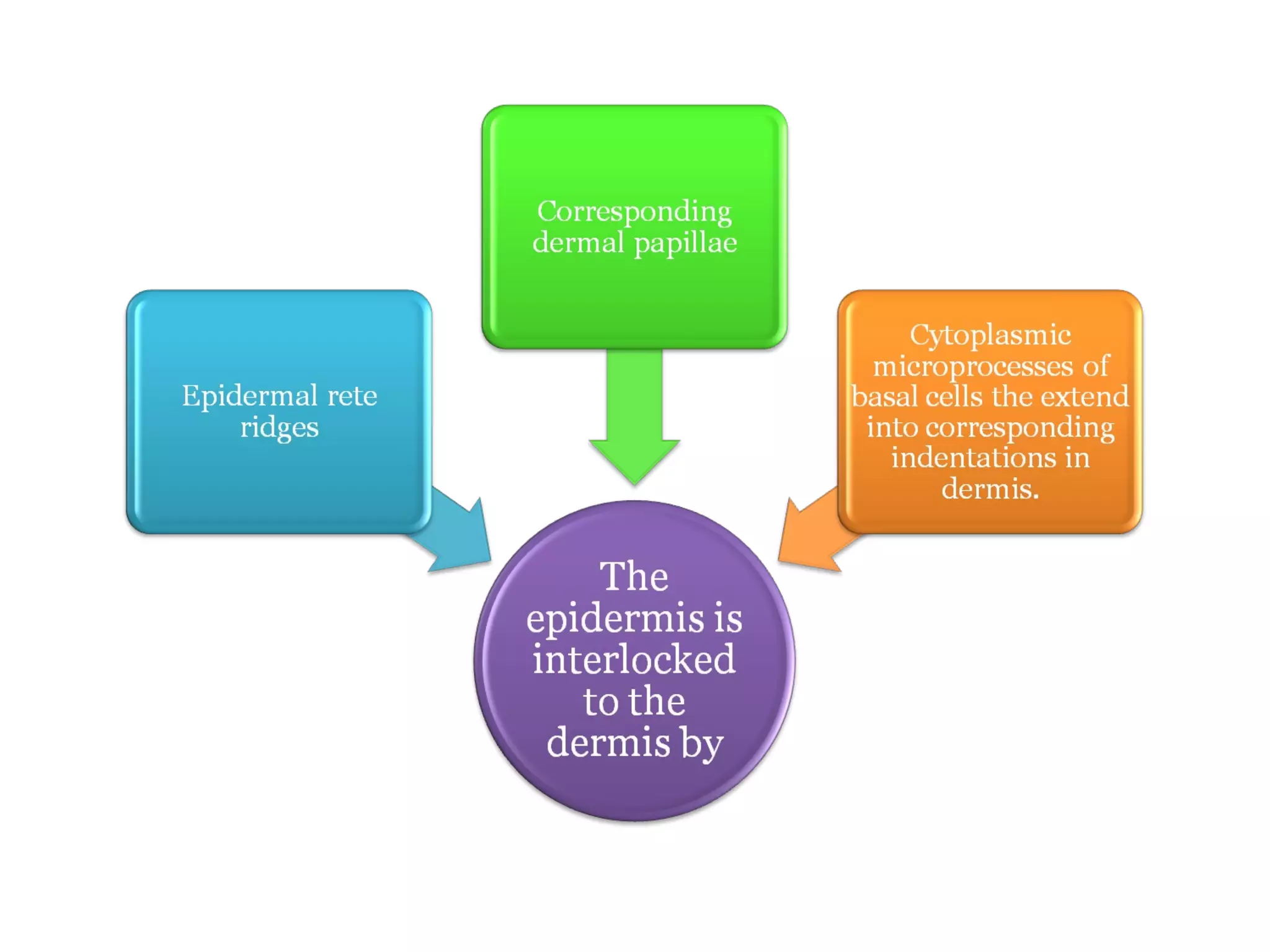 Basic Pathological Reactions of the Skin - Dr Zainab Almossalli | PPT