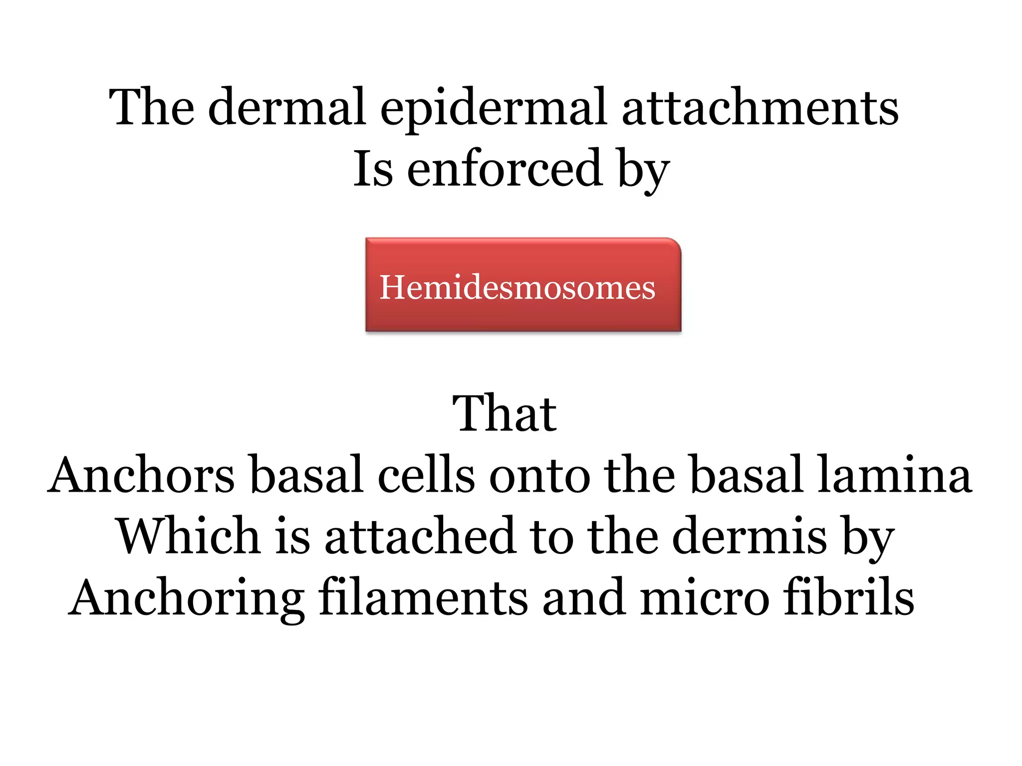 Basic Pathological Reactions of the Skin - Dr Zainab Almossalli | PPT