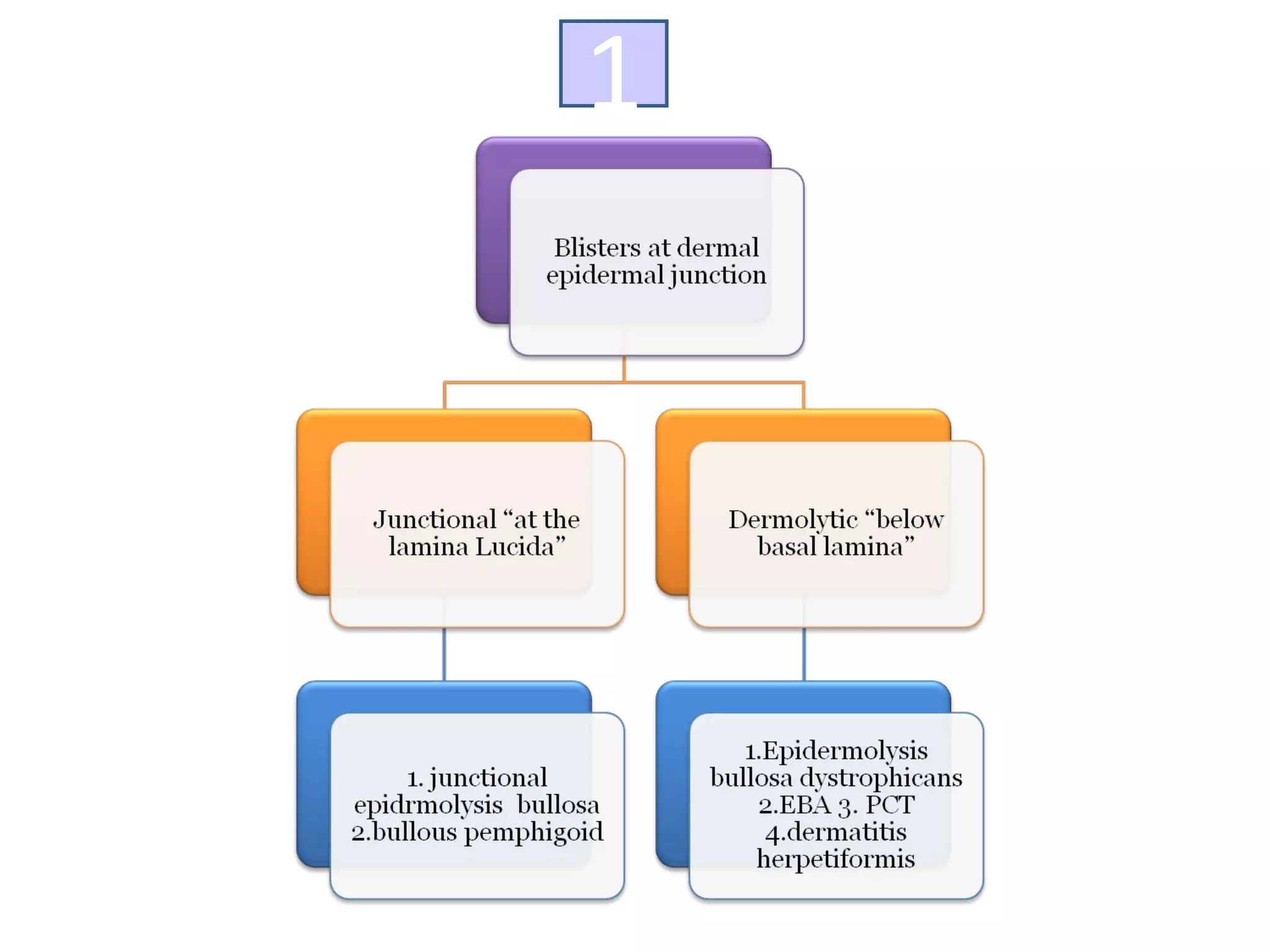 Basic Pathological Reactions of the Skin - Dr Zainab Almossalli | PPT