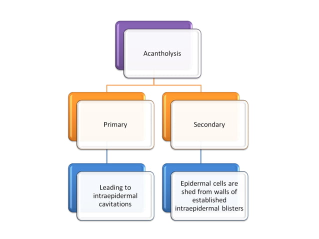 Basic Pathological Reactions of the Skin - Dr Zainab Almossalli | PPT