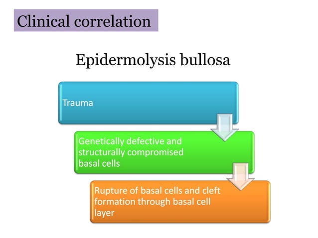 Basic Pathological Reactions of the Skin - Dr Zainab Almossalli | PPT