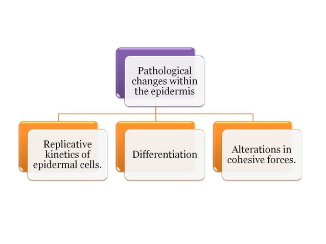 Basic Pathological Reactions of the Skin - Dr Zainab Almossalli | PPT