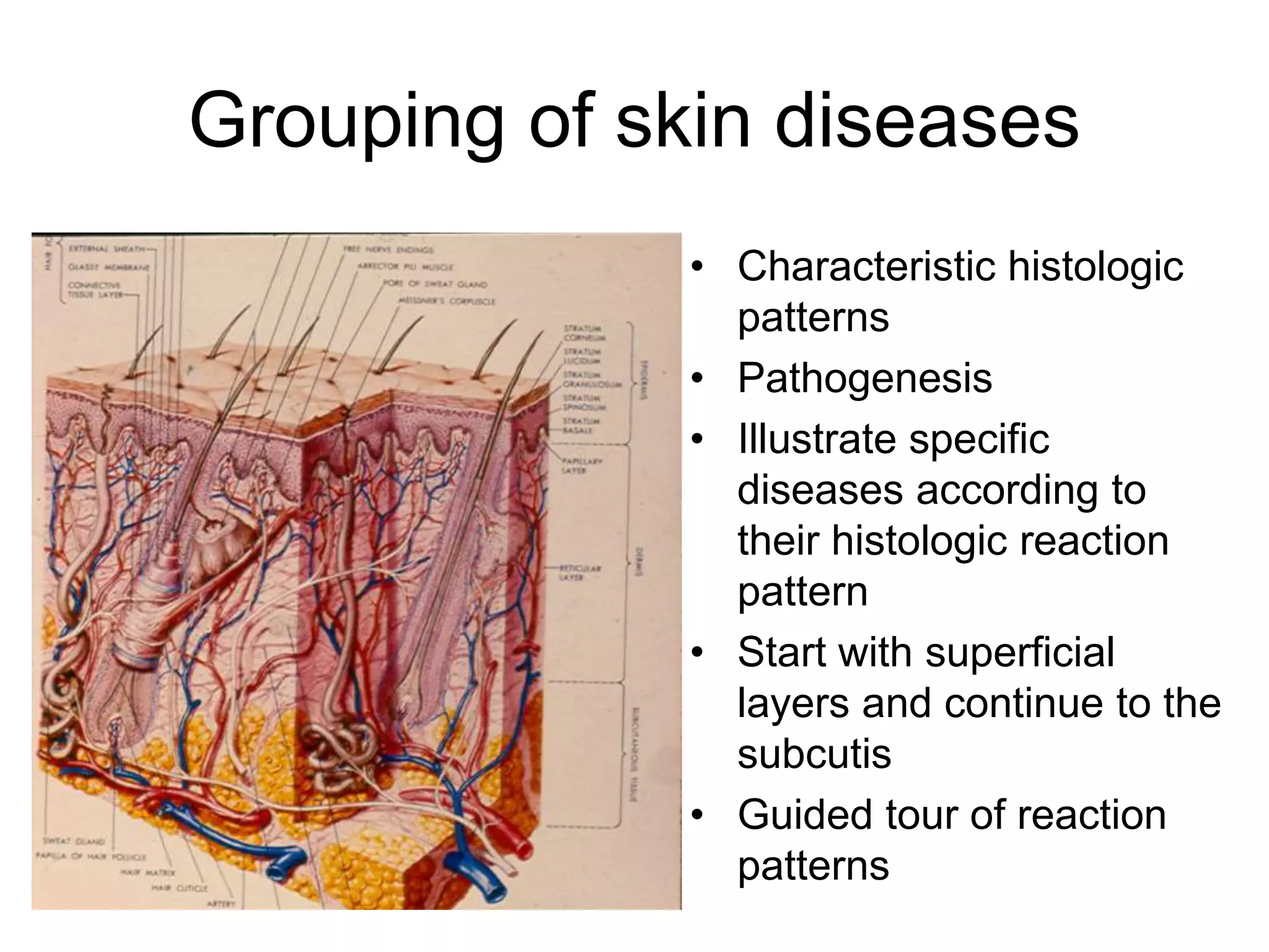 Basic pathologic skin reactions-Dr Kibbi.ppt