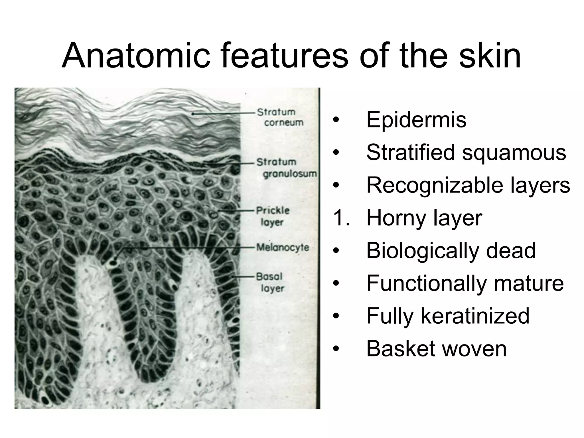 Basic pathologic skin reactions-Dr Kibbi.ppt