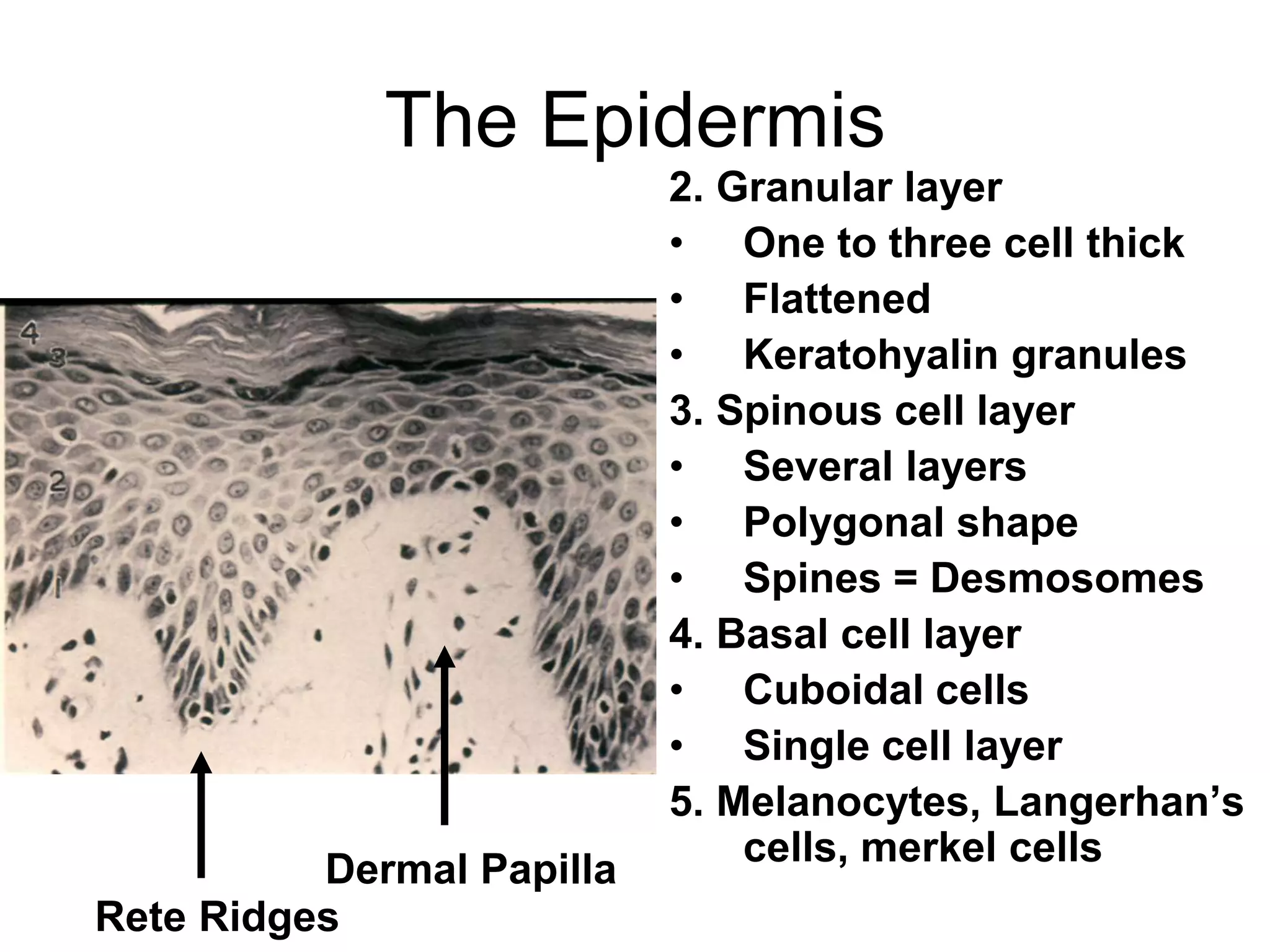 Basic pathologic skin reactions-Dr Kibbi.ppt