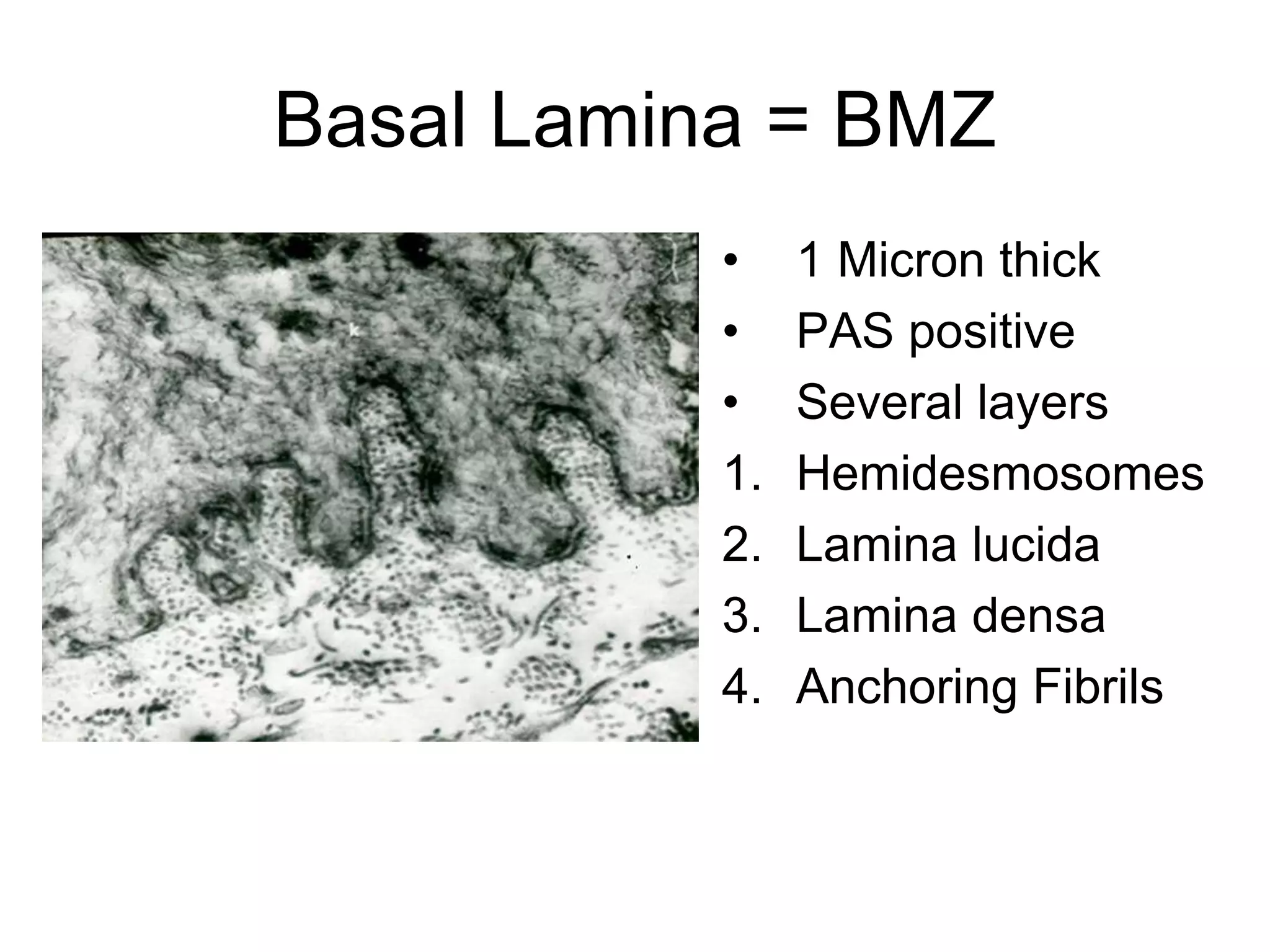 Basic pathologic skin reactions-Dr Kibbi.ppt | Free Download